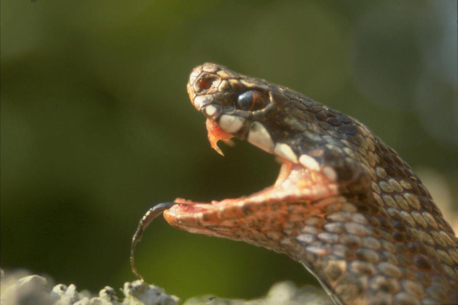 Safari Europa - Hugorm | Filmcentralen