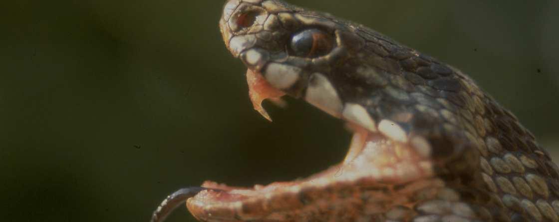 Den giftige – hugormen og dens naboer | Filmcentralen