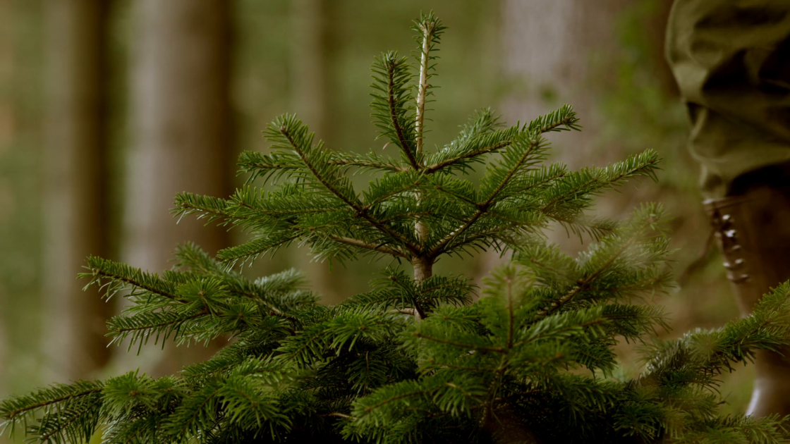 Grantræet 00:07:04.79 - 00:07:35.70 | Filmcentralen